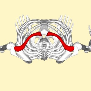 What is the Difference Between Clavicle and Collarbone - Pediaa.Com