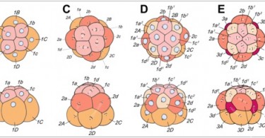 Embryology Archives - Pediaa.Com