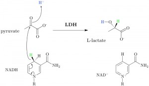 What is the Difference Between Lactic Acid and Lactate Dehydrogenase ...