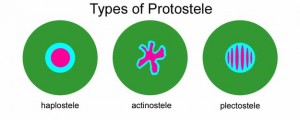 What is the Difference Between Protostele and Siphonostele - Pediaa.Com
