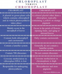What is the Difference Between Chloroplast and Chromoplast - Pediaa.Com