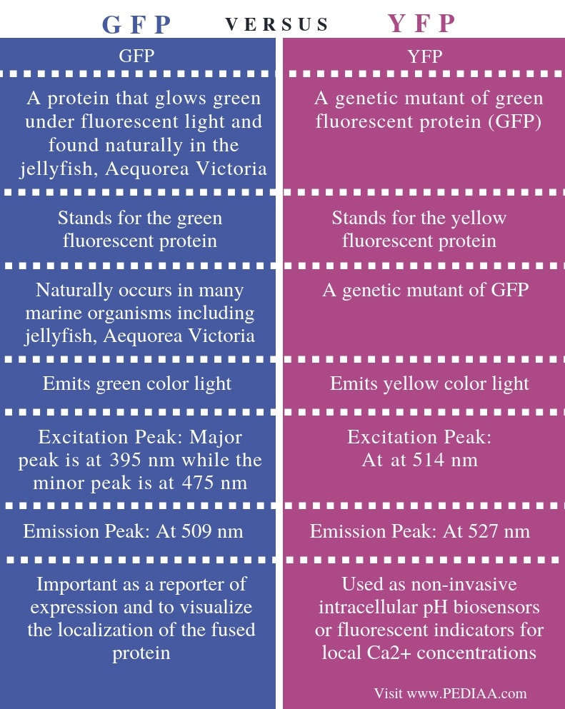 What is the Difference Between GFP and YFP - Pediaa.Com