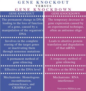 What is the Difference Between Gene Knockout and Knockdown - Pediaa.Com