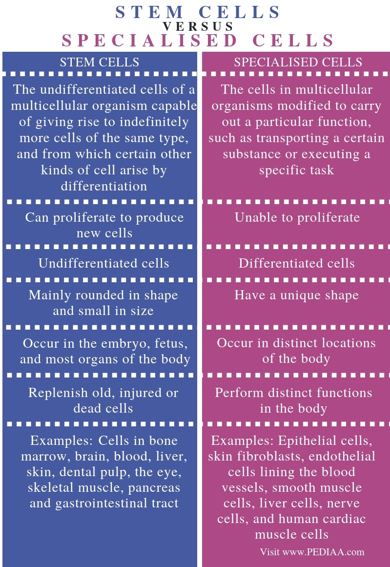 What is the Difference Between Stem Cells and Specialised Cells ...