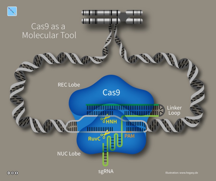 What is the Difference Between CRISPR and RNAi - Pediaa.Com