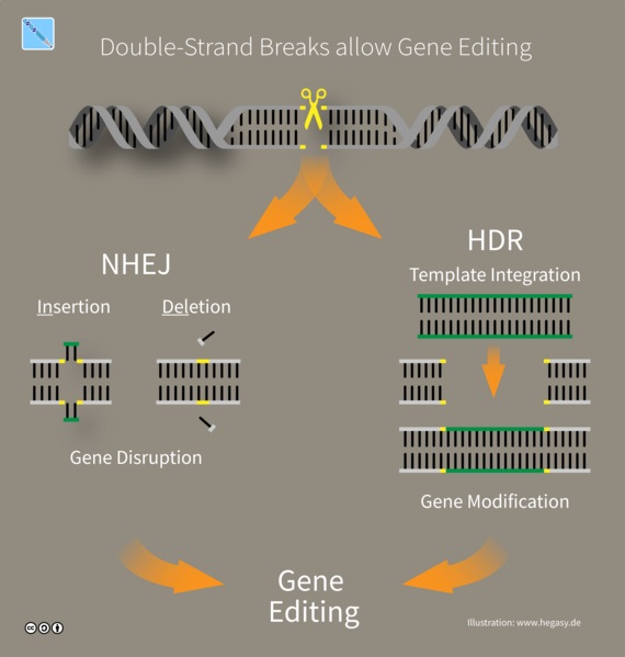What is the Difference Between CRISPR and RNAi - Pediaa.Com