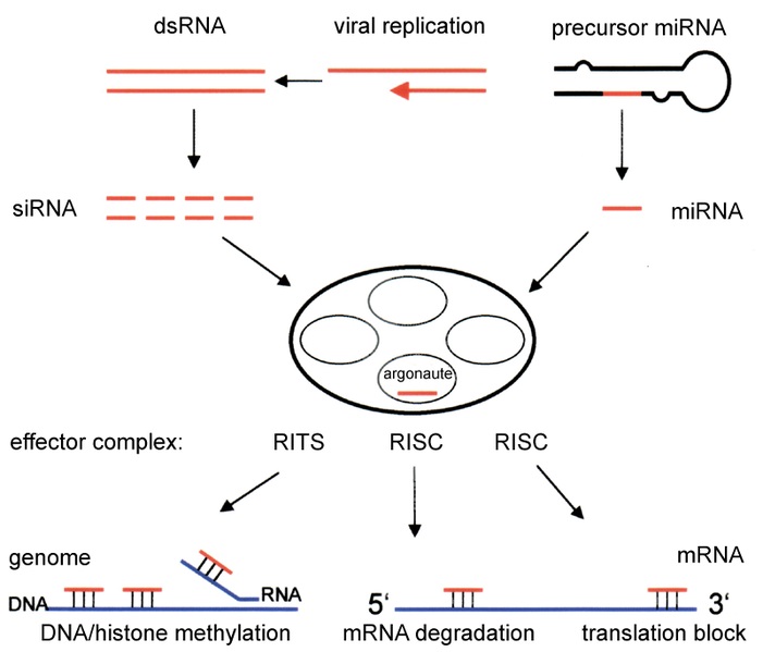 What is the Difference Between CRISPR and RNAi - Pediaa.Com