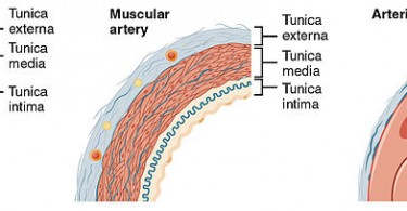 Human Anatomy Archives - Pediaa.Com
