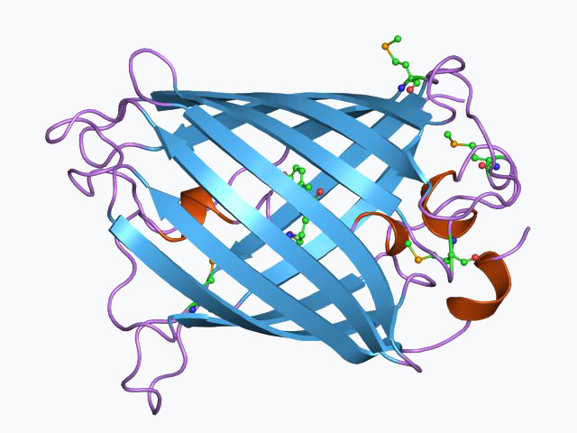 What is the Difference Between GFP and YFP - Pediaa.Com