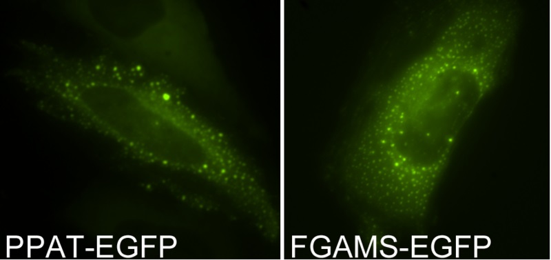 What is the Difference Between GFP and YFP - Pediaa.Com
