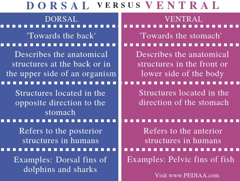 What Is The Difference Between Dorsal And Ventral Pediaa Com