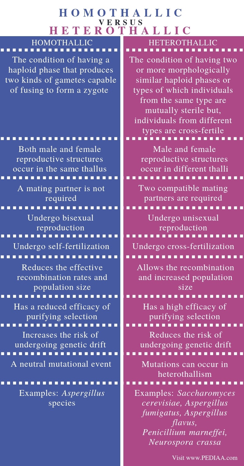 What is the Difference Between Homothallic and Heterothallic - Pediaa.Com