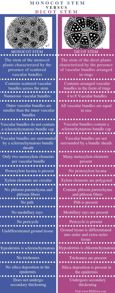 What is the Difference Between Monocot Stem and Dicot Stem - Pediaa.Com
