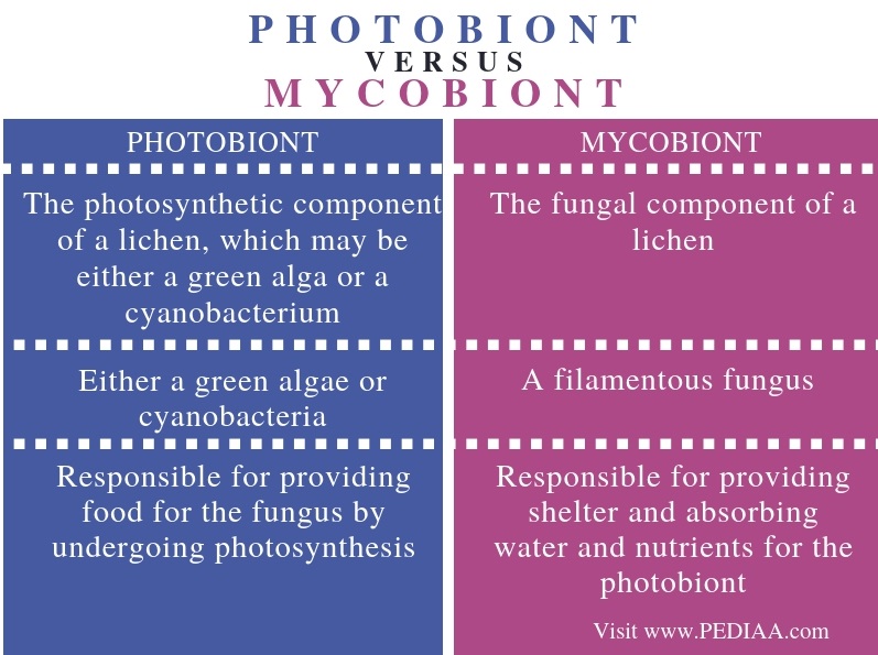 What is the Difference Between Photobiont and Mycobiont - Pediaa.Com