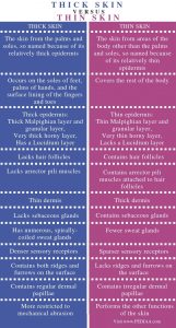 What is the Difference Between Thick and Thin Skin - Pediaa.Com