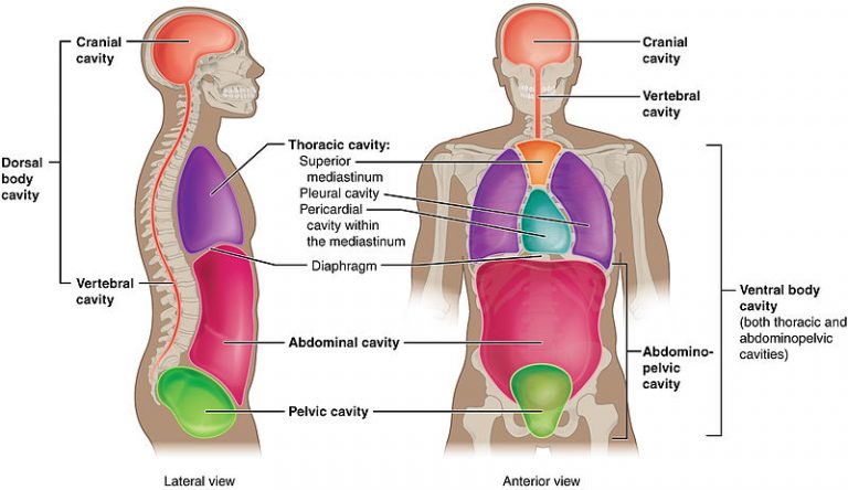 What is the Difference Between Dorsal and Ventral - Pediaa.Com
