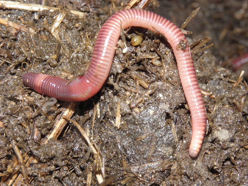 What is the Difference Between Earthworms and Compost Worms - Pediaa.Com
