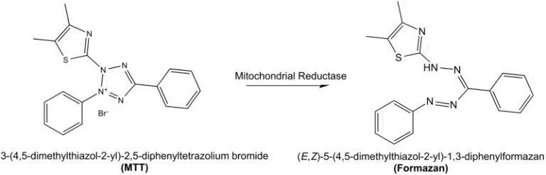 Difference Between MTT and MTS Assay