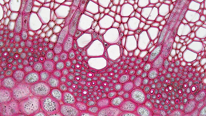 What is the Difference Between Protoxylem and Metaxylem - Pediaa.Com