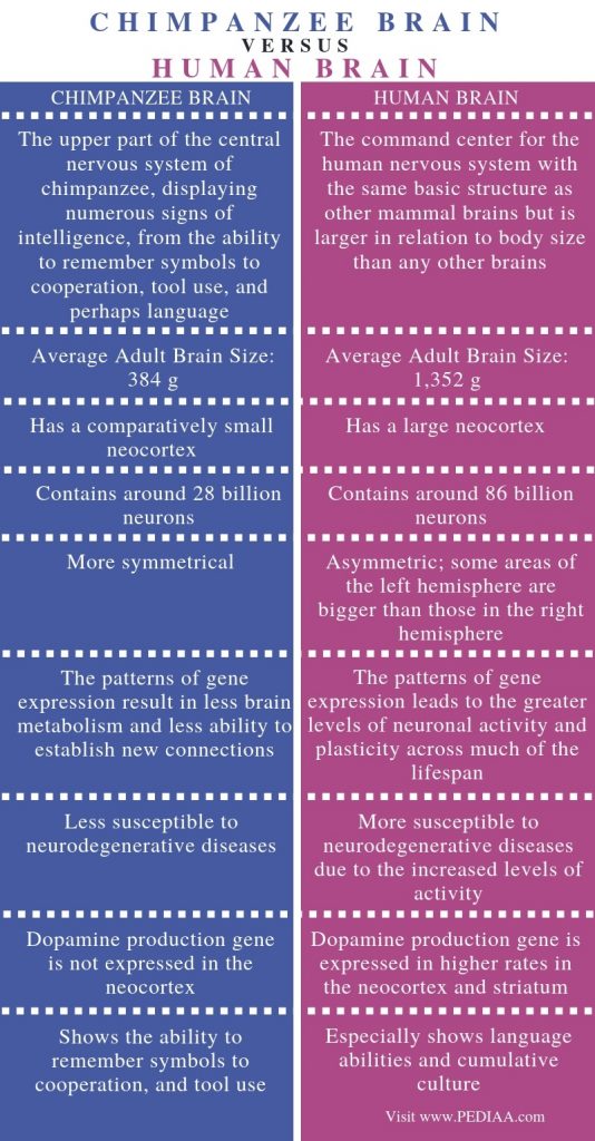 What is the Difference Between Chimpanzee Brain and Human Brain ...