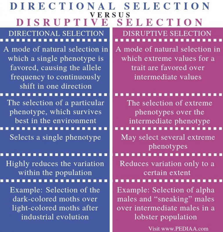 What is the Difference Between Directional and Disruptive Selection ...