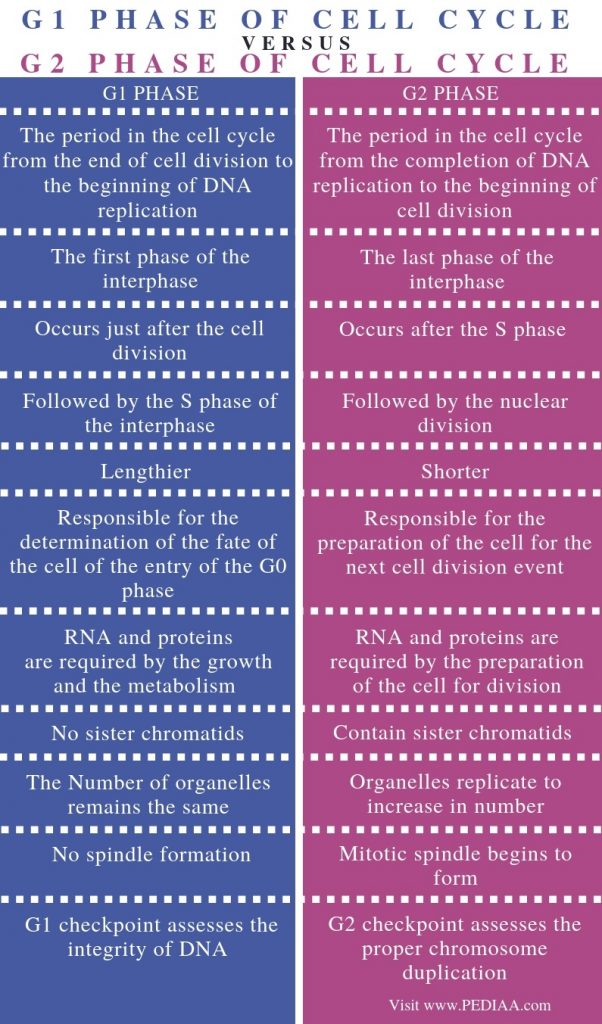 What is the Difference Between G1 and G2 Phase of Cell Cycle - Pediaa.Com
