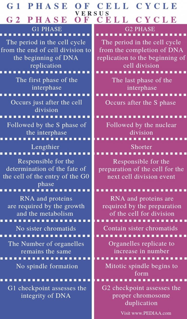 What is the Difference Between G1 and G2 Phase of Cell Cycle - Pediaa.Com