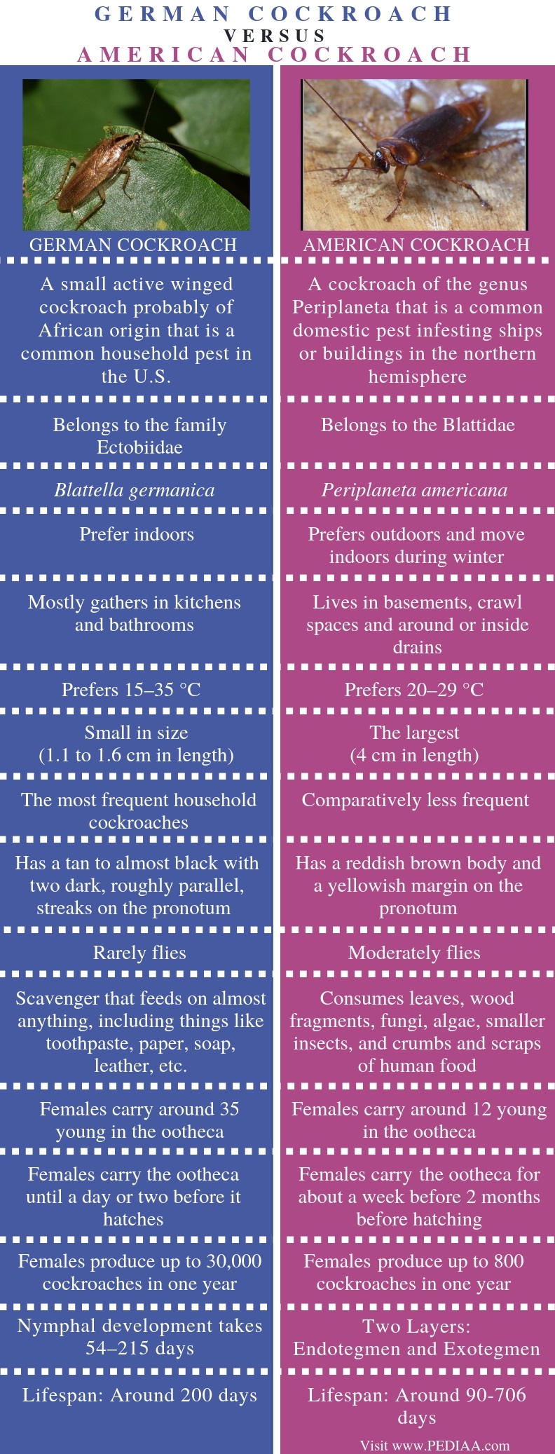 What is the Difference Between German and American Cockroach - Pediaa.Com
