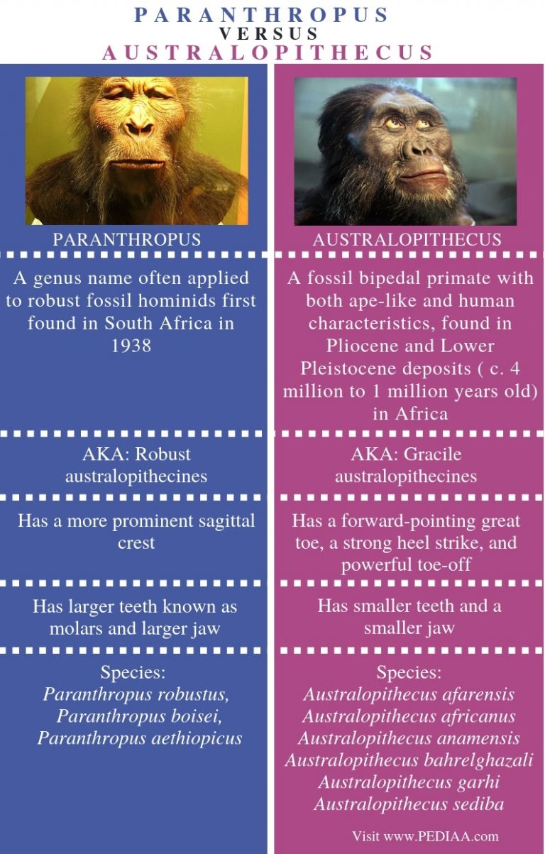 What is the Difference Between Paranthropus and Australopithecus ...