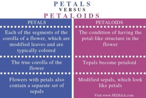 What is the Difference Between Petals and Petaloids - Pediaa.Com