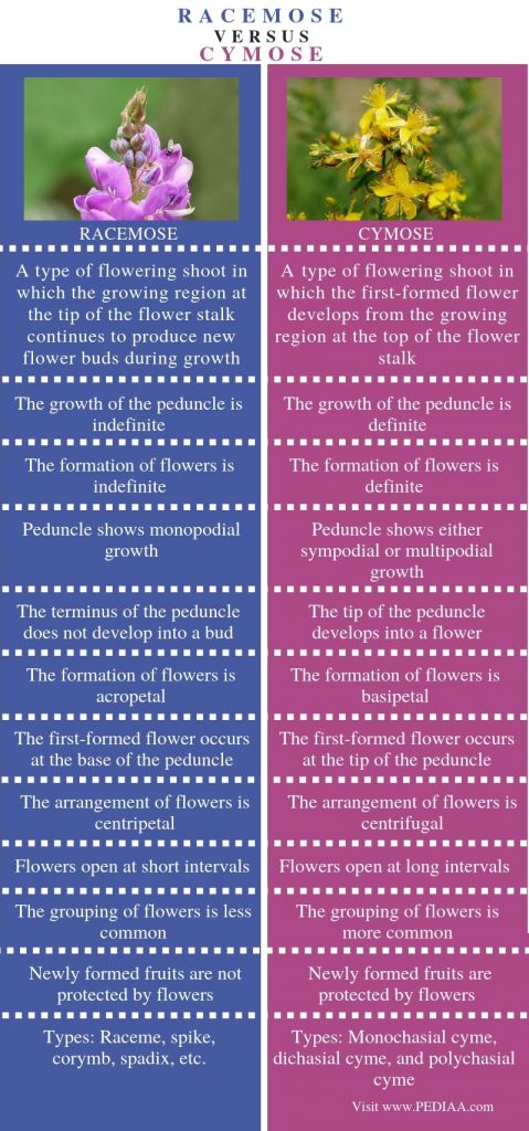 What is the Difference Between Racemose and Cymose - Pediaa.Com