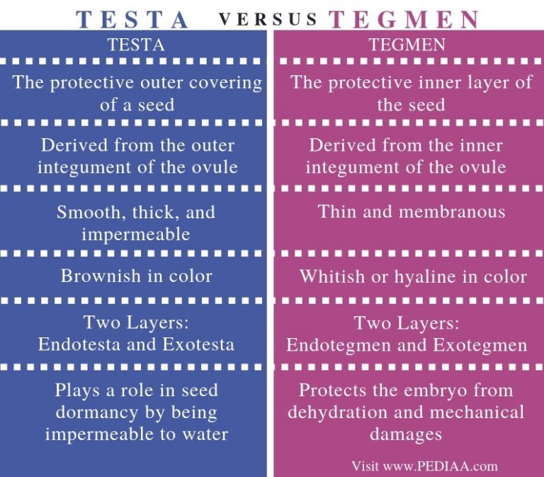 What is the Difference Between Testa and Tegmen - Pediaa.Com