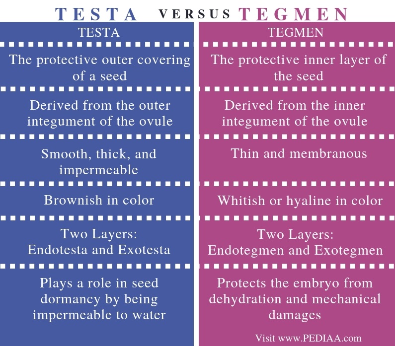 What is the Difference Between Testa and Tegmen - Pediaa.Com