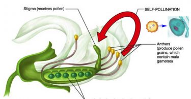 Pediaa.Com - Page 126 of 610 - Know about Anything