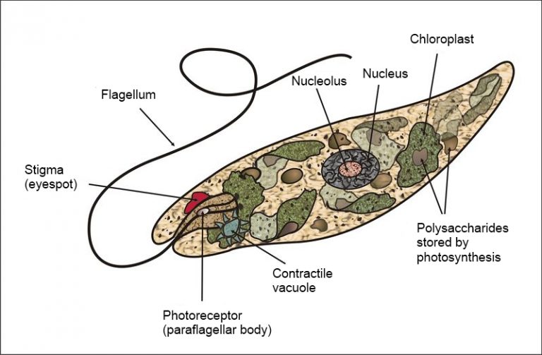 What is the Difference Between Amoeba and Euglena - Pediaa.Com