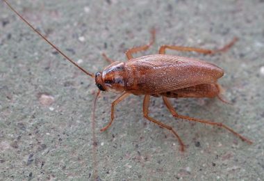 What is the Difference Between Roach and Waterbug - Pediaa.Com