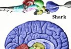 What is the Difference Between Chimpanzee Brain and Human Brain ...