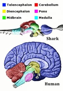 What is the Difference Between Humans and Animals Brain - Pediaa.Com