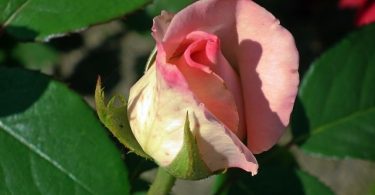 Pediaa.Com - Page 205 of 688 - Know about Anything