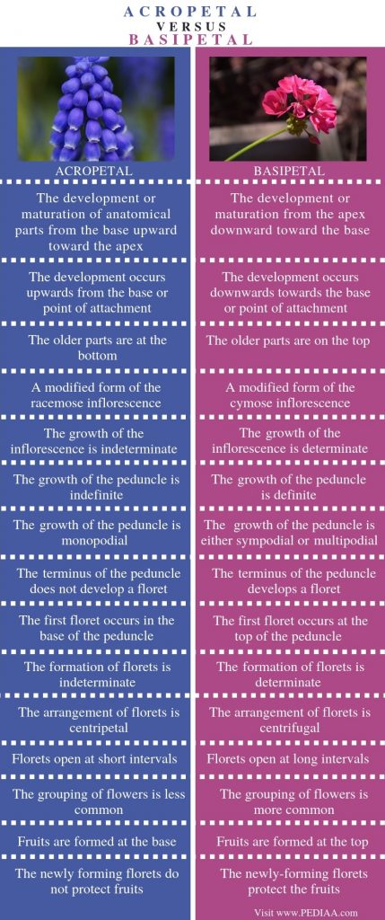 What is the Difference Between Acropetal and Basipetal - Pediaa.Com