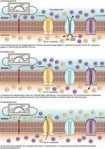Difference Between Excitatory and Inhibitory Neurotransmitters - Pediaa.Com