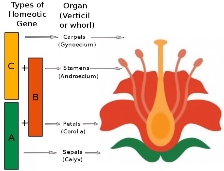 Difference Between Homeobox Homeotic and Hox Genes - Pediaa.Com