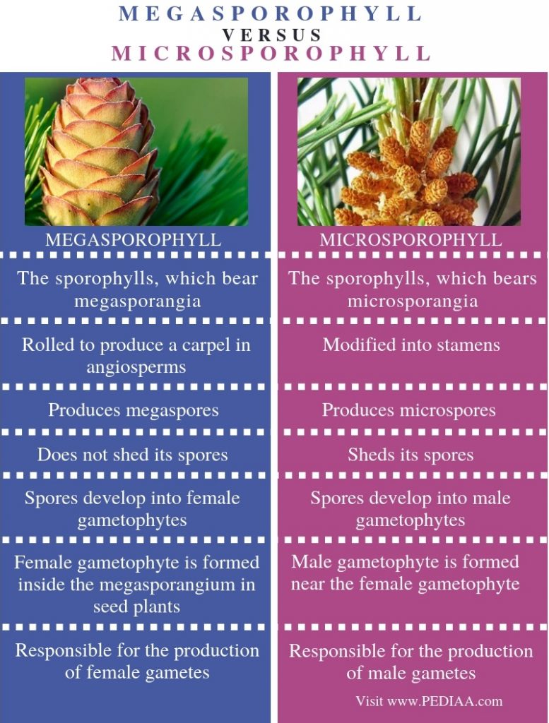 What is the Difference Between Megasporophyll and Microsporophyll ...