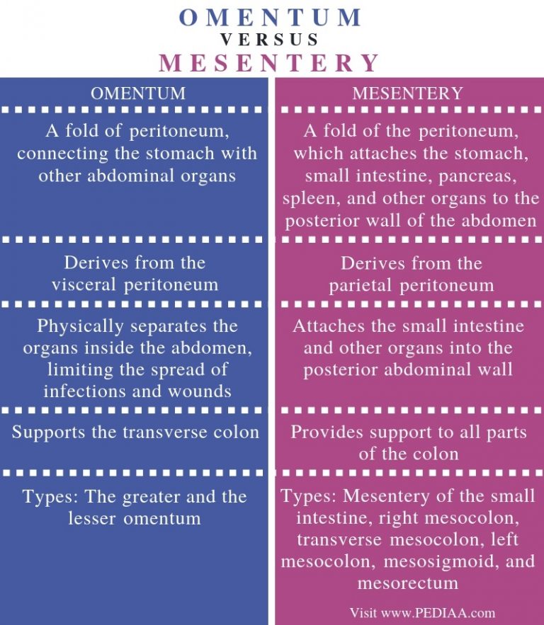 What is the Difference Between Omentum and Mesentery - Pediaa.Com