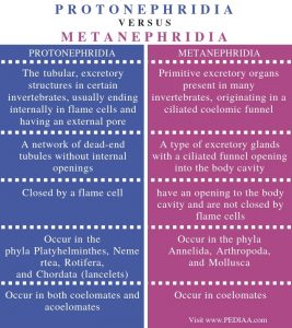 What is the Difference Between Protonephridia and Metanephridia ...
