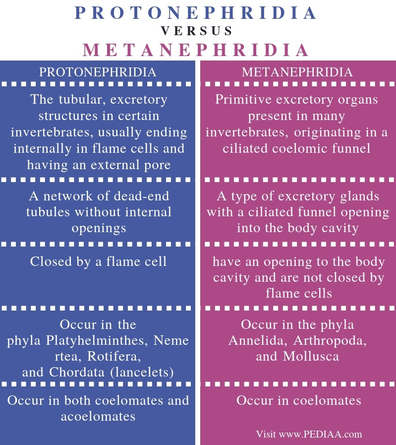 What is the Difference Between Protonephridia and Metanephridia ...