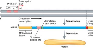 Biology Archives - Page 25 of 155 - Pediaa.Com