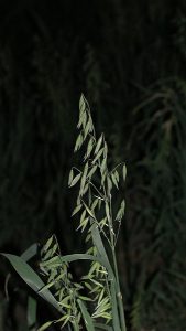 Wat is het verschil tussen gerst en haver - Pediaa.Com | Flonchi