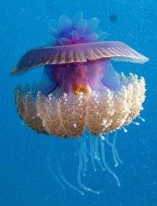 What is the Difference Between Box Jellyfish and True Jellyfish ...
