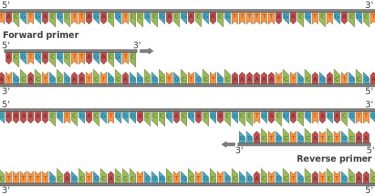 What is the Difference Between Forward and Reverse Primers - Pediaa.Com